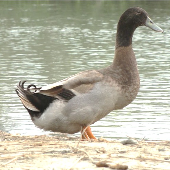 Deshi Duck (দেশি হাঁস) - Khaasfood